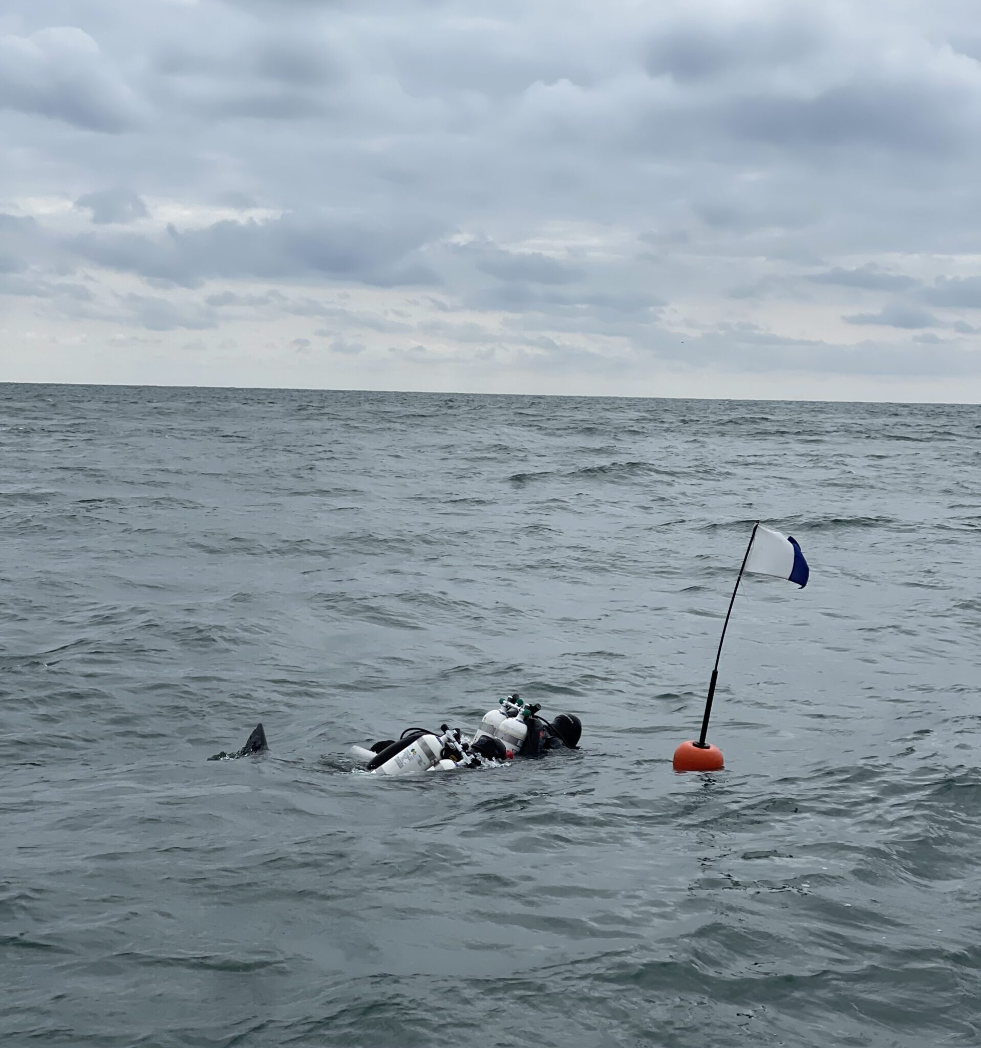 Devon Scallops – Home – Hand-dived South Devon Scallops